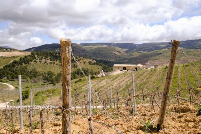 Planeta, debutta la nuova cantina di Monte Cirami a Sambuca, sul Lago ...