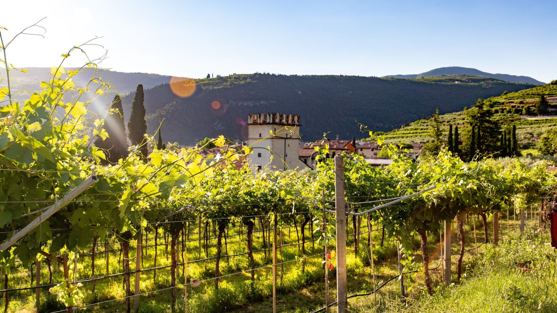 Valpolicella, il dossier per la candidatura Unesco è pronto: 1500 anni ...